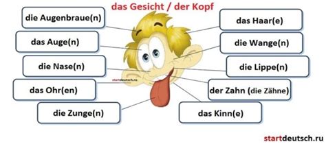 Частини тіла німецькою мовою Вірш Фізкультхвилинка