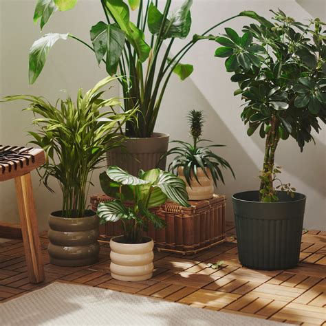 Potted Plants 10 Plants For Year Round Containers Fine Gardening
