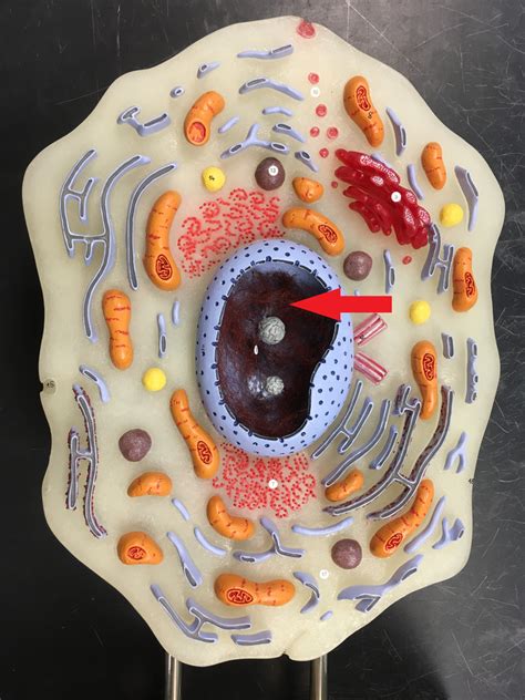 Summer Anatomy Midterm Lab Cell Model Diagram Quizlet