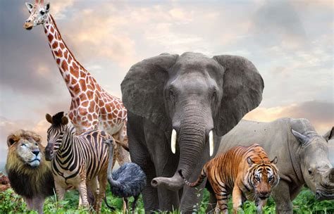 Top 10 Des Animaux Les Plus Bruyants Au Monde