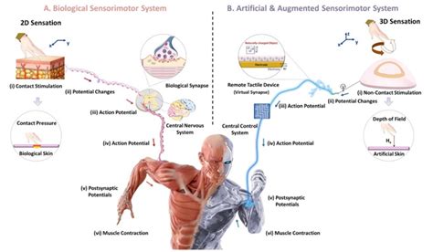深圳先进院李光林研究员团队先后在science子刊science Advances发表两项研究进展
