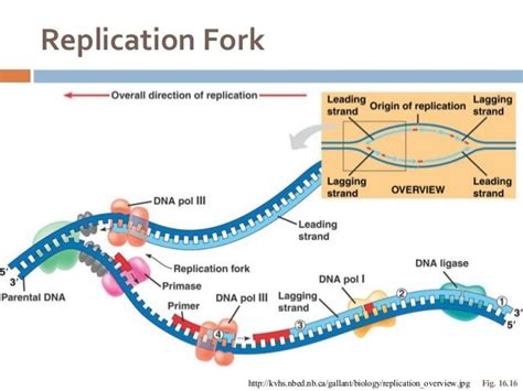 Image Result For Dna Replication Fork Diagram Dna Replication Dna Research Dna Activities