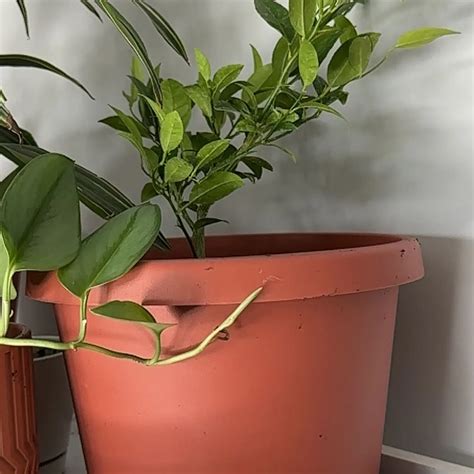 🍋 Propagating My Key Lime Tree Step By Step Guide