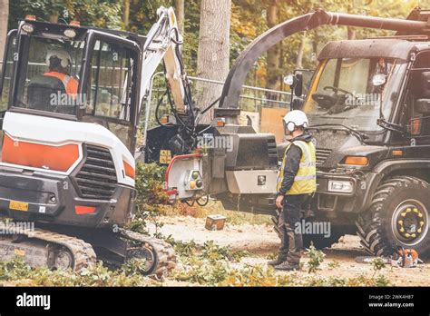 Arborist Using A Wood Chipper Machine For Shredding Trees And Branches The Tree Surgeon Is