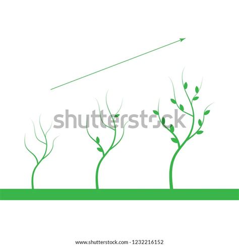 Tree Growth Diagram Growth Plant Vector Stock Vector Royalty Free 1232216152 Shutterstock