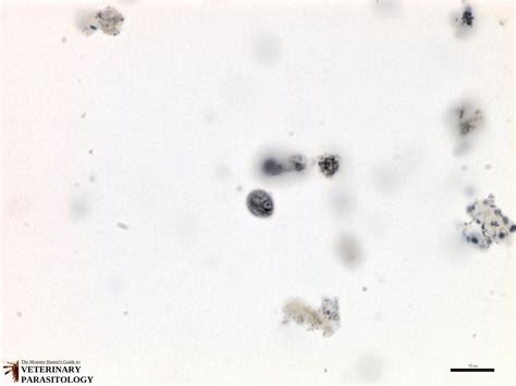 Chilomastix Sp Protozoa Monster Hunters Guide To Veterinary Parasitology