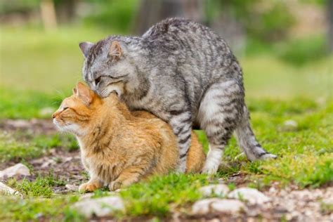 Cat Humping Reasons They Do It Prevention Facts FAQ Catster