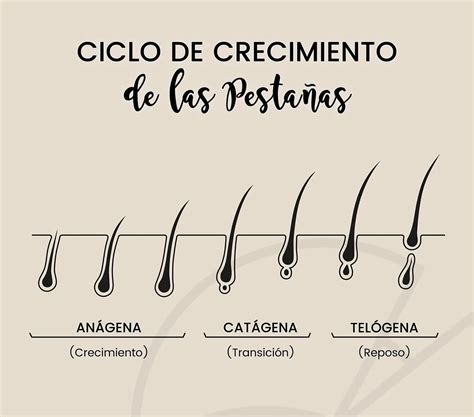 Pierina Toribio Especialista En Cejas And Pestañas El Ciclo De