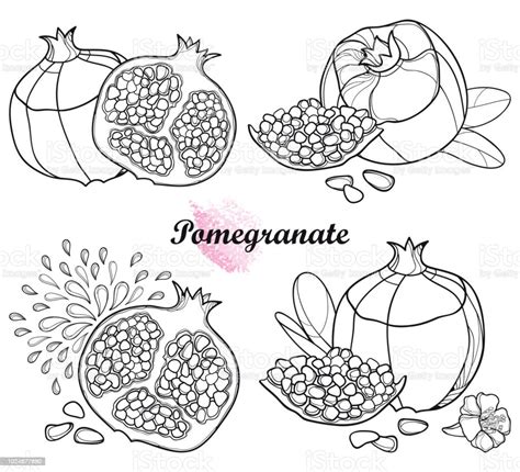 벡터 집합 반 석류를 약술 하 고 전체 과일 화려한 꽃 잎 씨앗에 고립 된 흰색 배경에 검은 석류에 대한 스톡 벡터 아트 및 기타 이미지 Istock