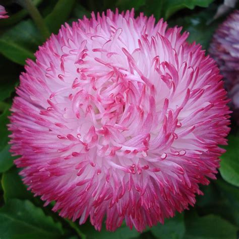 How To Fluff Up Silk Flowers At Isabel Begg Blog