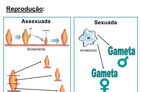Exemplo De Reprodução Sexuada E Assexuada
