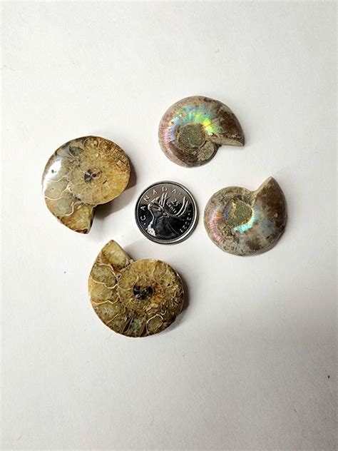 Ammonite Pairs Small