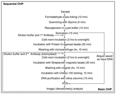 Sequential Chip Assay Schematic Representation Download Scientific Diagram