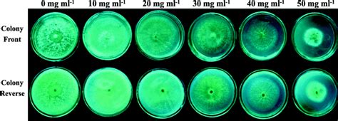 Colony Growth Of Trichoderma Longibrachiatum T6 Under The Different 0