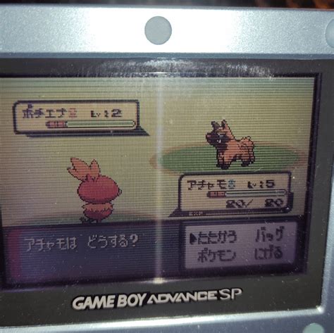 [gen 3] phase 1 side hunt ends with an uncatchable poochyena after 4 439 srs r shinypokemon