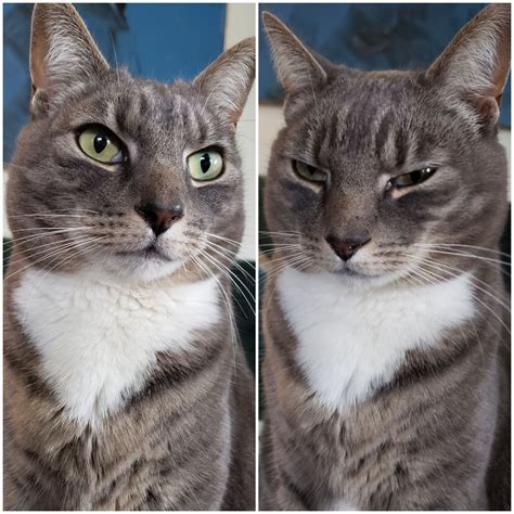 Albert And His Evil Twin Trebla R Catpictures