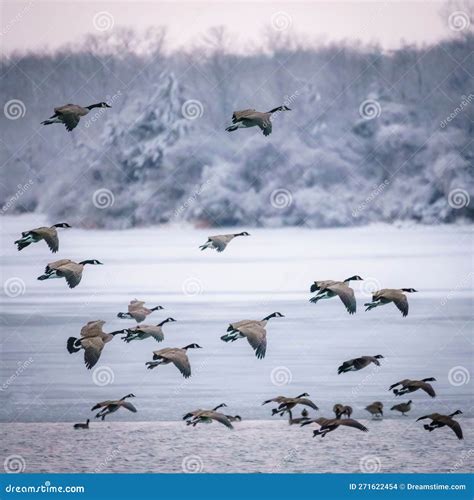 Geese Season Ga At Michele Bodden Blog