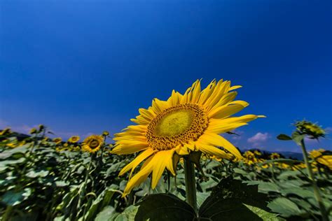 무료 이미지 자연 하늘 들 목초지 햇빛 식물학 노랑 일본 플로라 해바라기 야생화 2015 어안 나이가 타 Ilce7m2 Slta57 매크로
