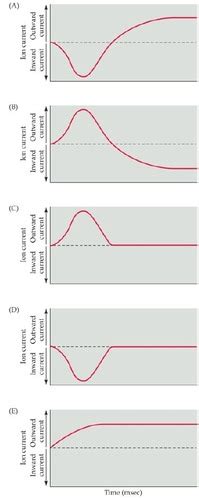 Lecture 3 Voltage Dependent Permeability Flashcards Quizlet