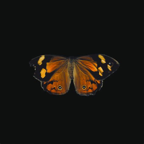 Scanograms Scanography By Kassy Oshea