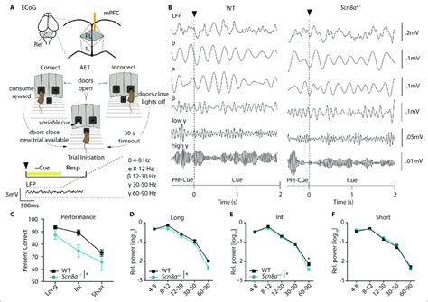 Scn8a Mice Exhibit Reductions In Mpfc Gamma Power Along With