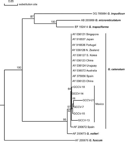 Phylogenetic Tree Derived From Lsu Rdna Sequences Of G Catenatum Download Scientific Diagram