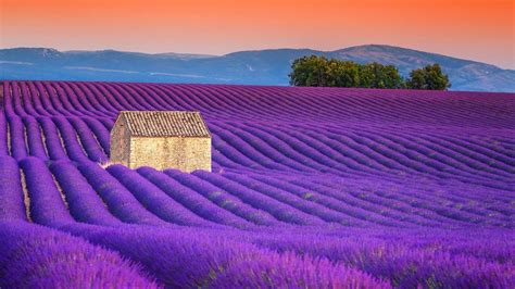 Las Rutas De La Lavanda En Provenza Viajar