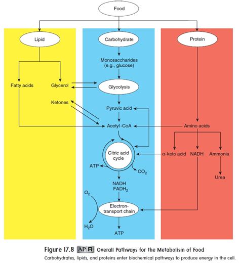 Protein Metabolism