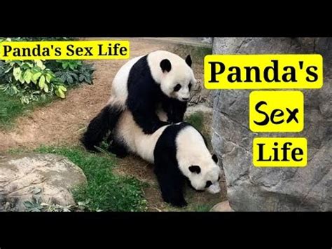 Panda S Sex Life Panda S Sex Life Real Videos And CUTE Pandas Videos Compilation YouTube