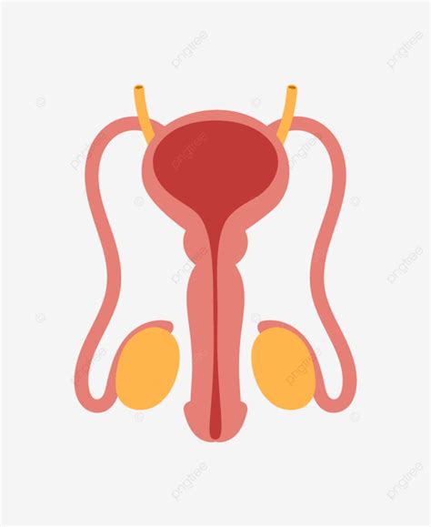 Male Reproductive System Vector Art Png Male Reproductive System