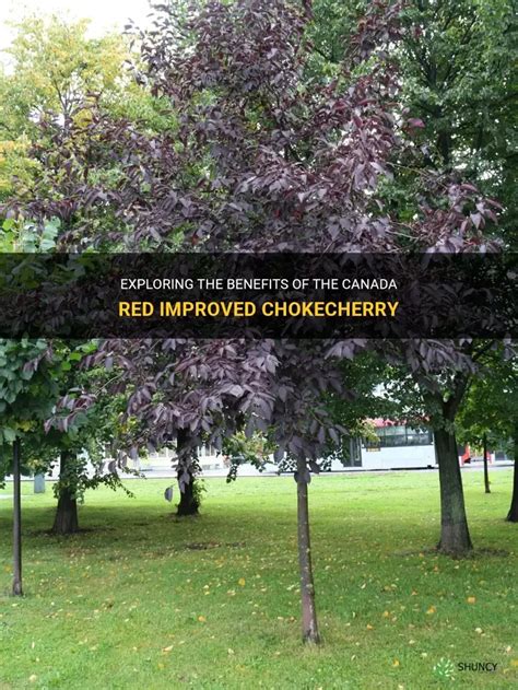 Exploring The Benefits Of The Canada Red Improved Chokecherry Shuncy