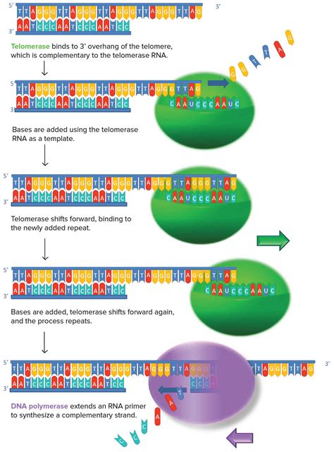Telomere Telomere Length Function And Telomere Structure