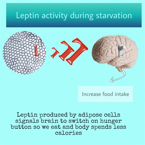 Leptin And Leptin Resistance Everything We Need To Know About Little