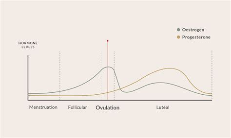 Cycle Syncing The Ovulation Phase