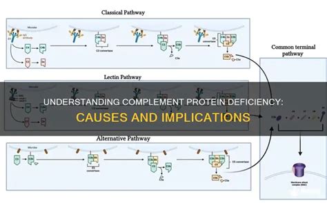Understanding Complement Protein Deficiency Causes And Implications