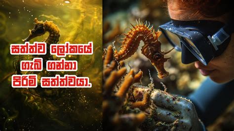 සත්ත්ව ලෝකයේ ගැබ් ගන්නා පිරිමි සත්ත්වයා Youtube