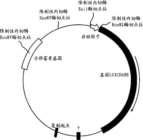 Method For Constructing Expression System Of Exogenous Genes In Campylobacter Jejuni And Shuttle