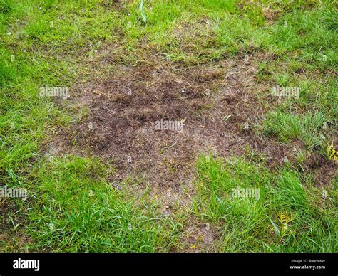 Dry Spotted Lawn After Drought Slowly Recovering Fresh Green Grass