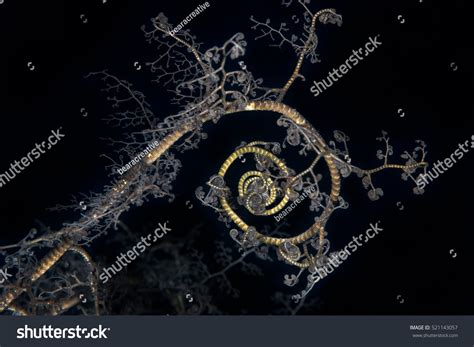 Mandlebrot Images Stock Photos D Objects Vectors Shutterstock