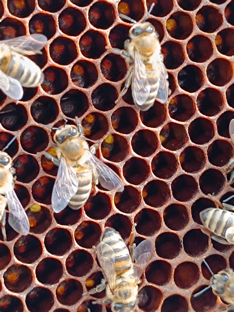 Медената къща Сряда ден за сладолед Днес ще има липов бъзов малинов и малиново сорбе