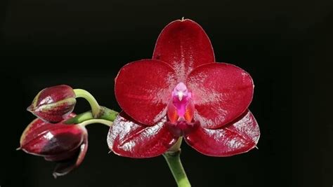 Phal Mituo King Orchibias