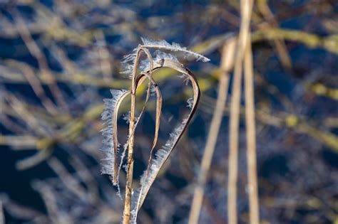 겨울에 는 호러프로스트 얼음 결정으로 덮인 깃털 대지 잔디 0명에 대한 스톡 사진 및 기타 이미지 0명 가리기 갈대속 벼과 Istock