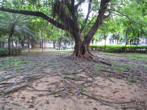 Huge Tree Roots Pics Izismile Com