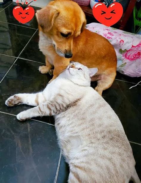 养只猫却比狗大看这体型狗子每天都活得瑟瑟发抖 品种 维宠宠物导航网