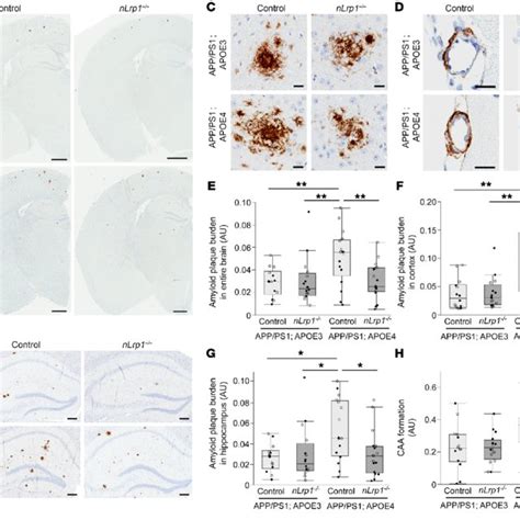 Apoe4 Exacerbates Brain Amyloid Plaque Burden Depending On Neuronal