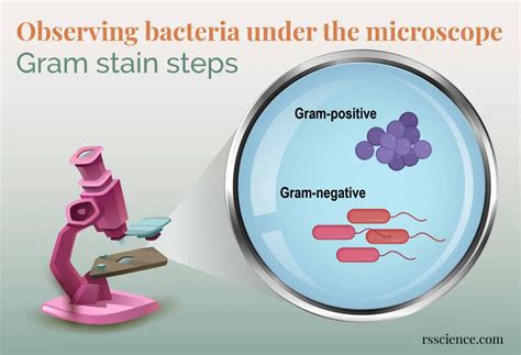 Observing Bacteria Under The Microscope Gram Stain Steps Page Of Rs Science