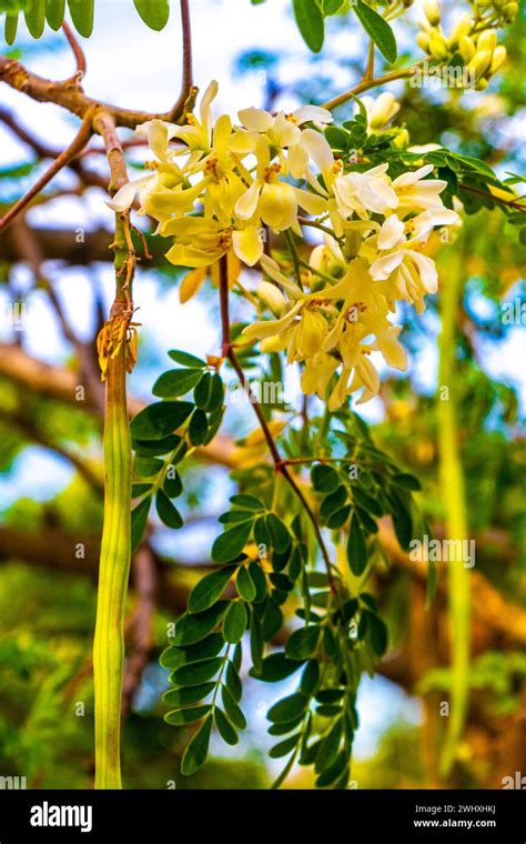 Seeds And Flowers Blossoms Of Moringa Tree And Green Tree Top With Blue