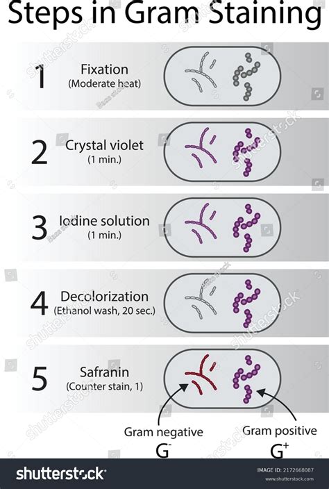 Diagram Showing Gram Staining Microbiology Lab Stock Vector Royalty Free 2172668087 Shutterstock
