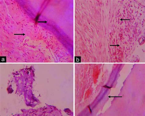 Histological Photomicrograph Of Growth Factor Group A Download Scientific Diagram