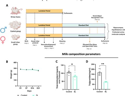 Figure 1 From Postnatal Overfeeding In Rodents Induces A Neurodevelopment Delay And Anxious Like